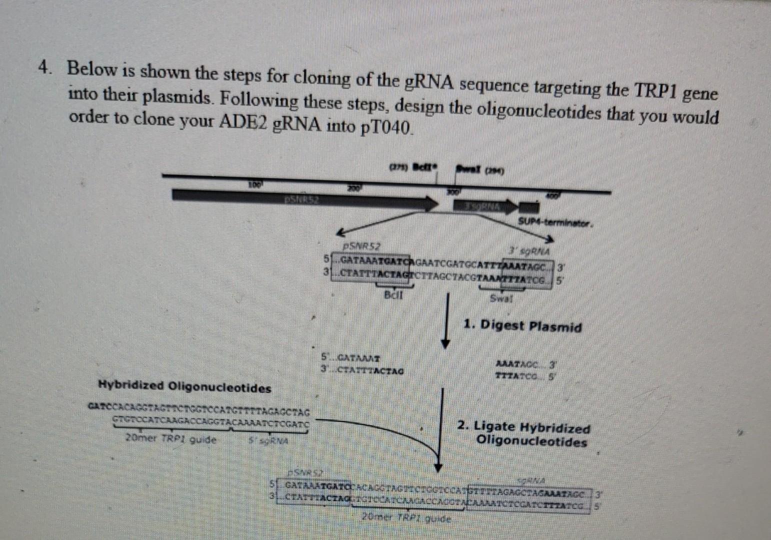 4. Below is shown the steps for cloning of the gRNA | Chegg.com