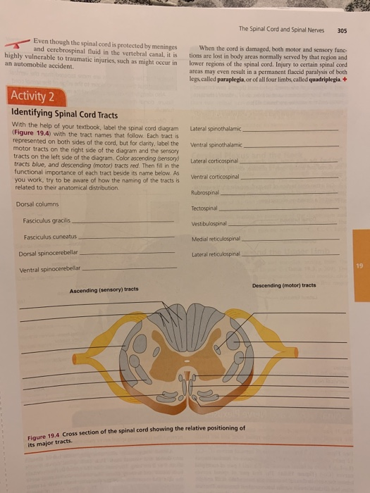 Solved The Spinal Cord and Spinal Nerves 305 Even though the | Chegg.com
