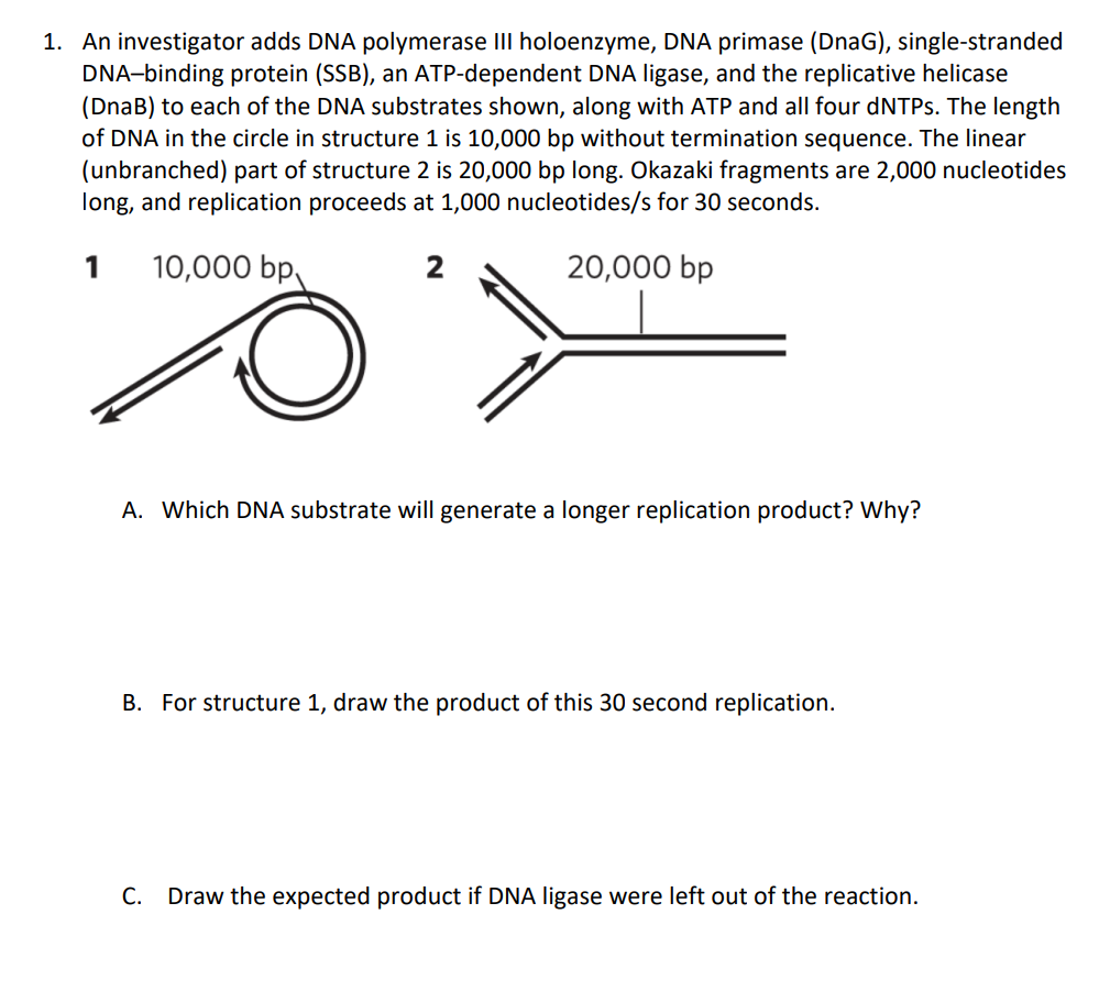 Solved An investigator adds DNA polymerase III holoenzyme, | Chegg.com