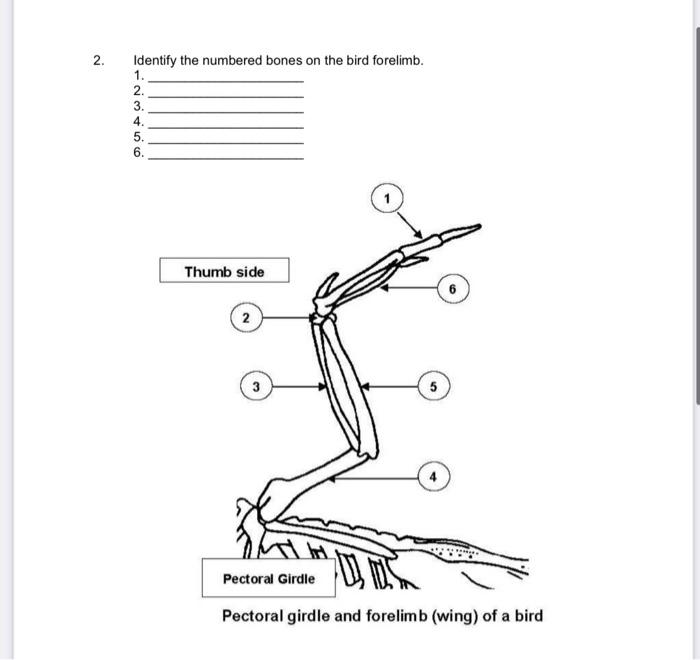 Solved The basic vertebrate forelimb pattern is discussed on | Chegg.com