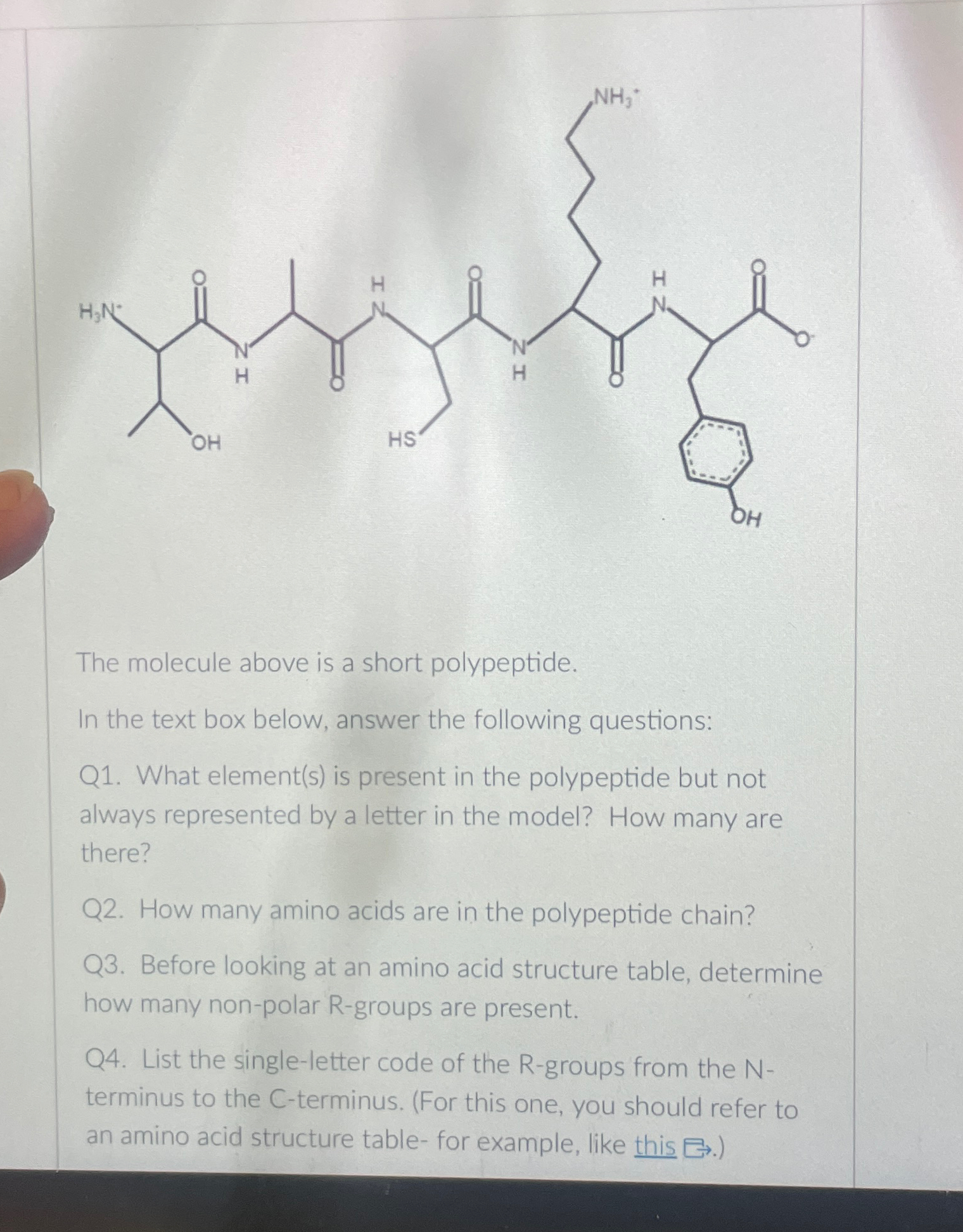 Solved The molecule above is a short polypeptide.In the text | Chegg.com