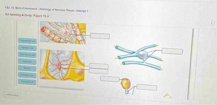 Solved QEx. 15: Best of Homework-Histology of Nervous Tissue | Chegg.com