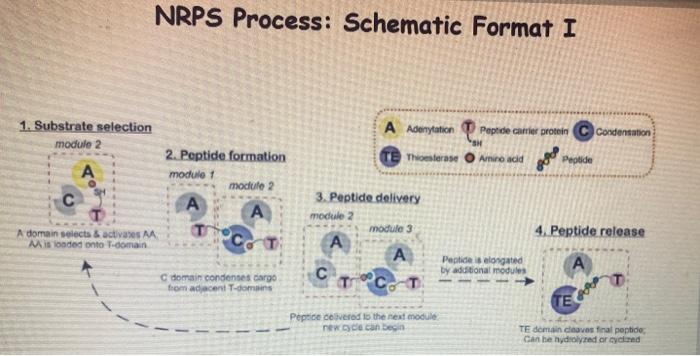 Solved Can someone please describe step by step the NRPS | Chegg.com