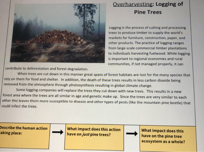 Solved Overharvesting: Logging of Pine Trees Logging is the | Chegg.com