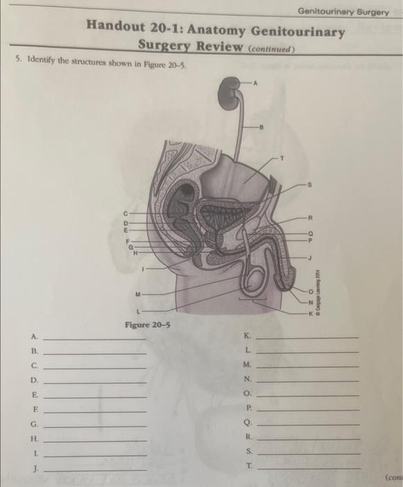 Solved Ganitourinary Surgery Handout 20-1: Anatomy | Chegg.com
