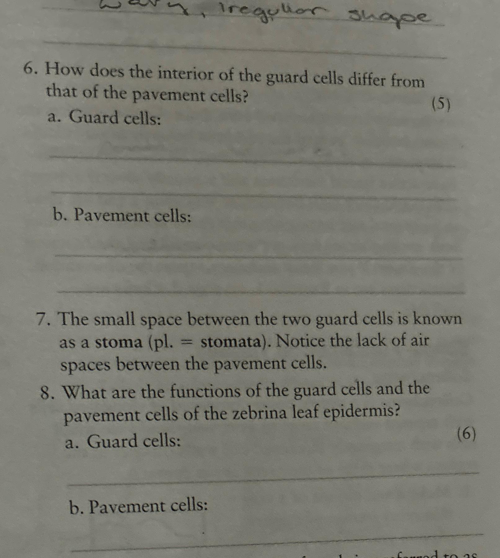 Solved How does the interior of the guard cells differ from | Chegg.com