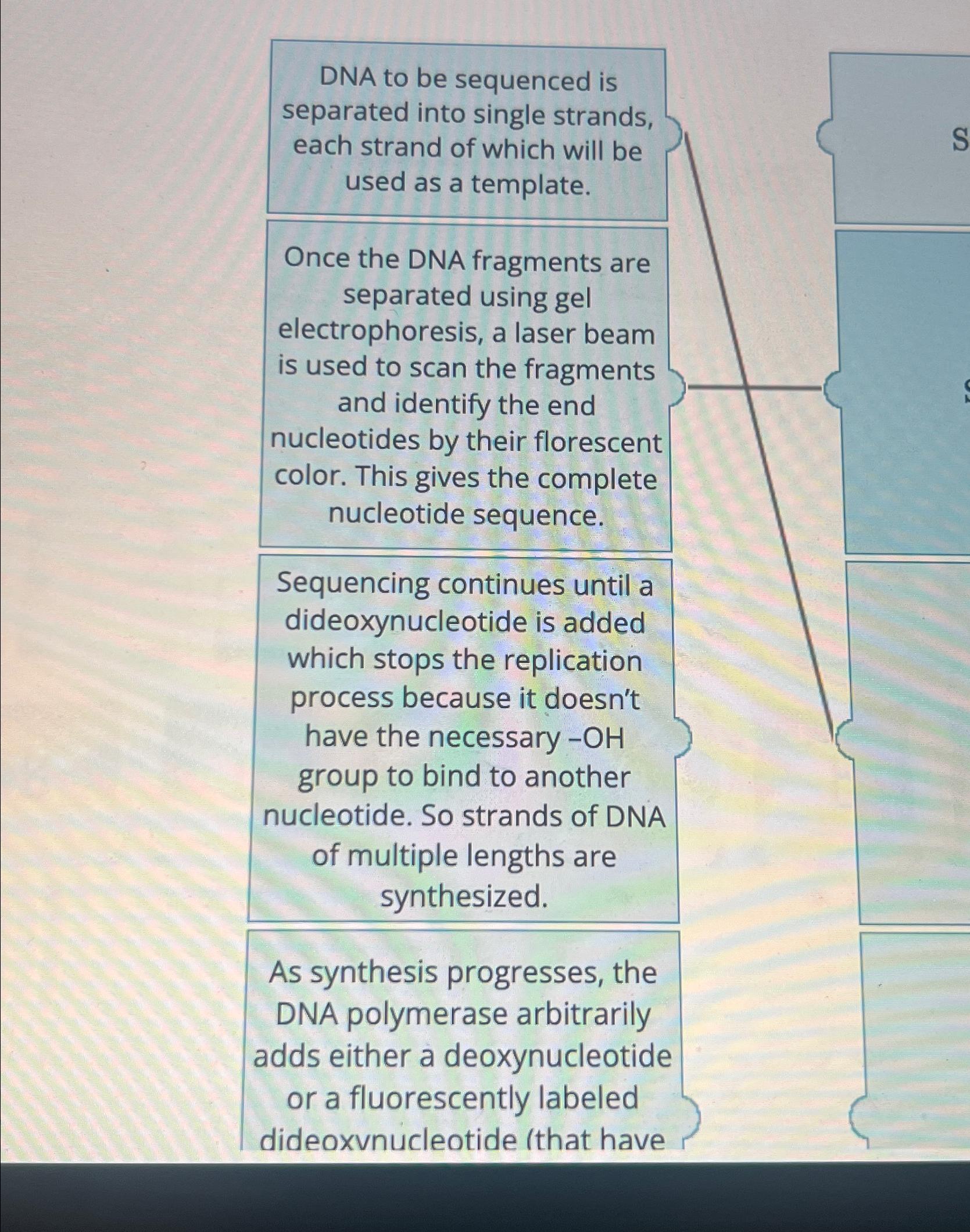 Solved DNA to be sequenced is separated into single strands, | Chegg.com