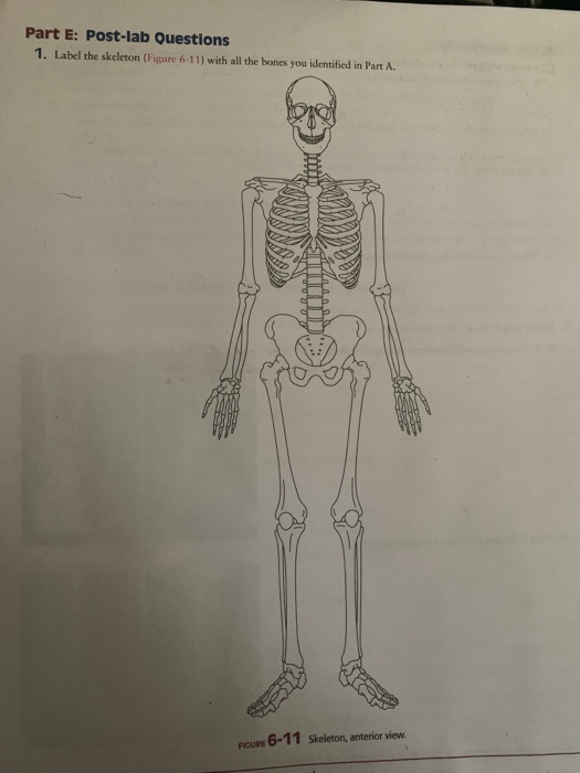 Solved Part E: Post-lab Questions 1. Label the skeleton | Chegg.com
