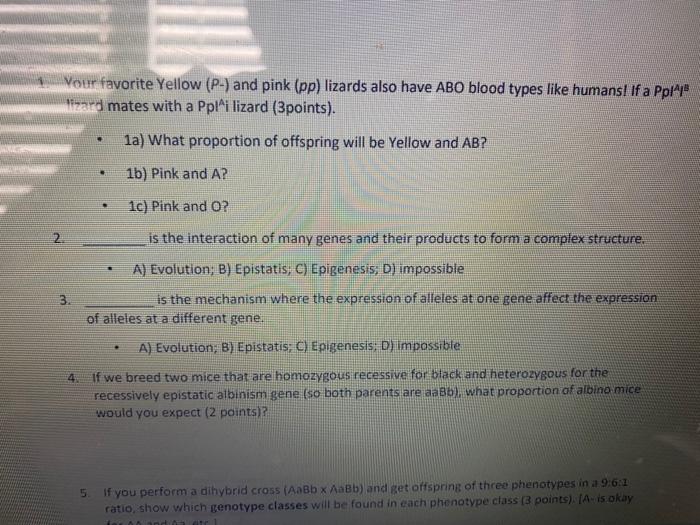 Solved our favorite Yellow (P) and pink (pp) lizards also | Chegg.com