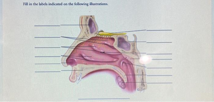 Solved Fill in the labels indicated on the following | Chegg.com