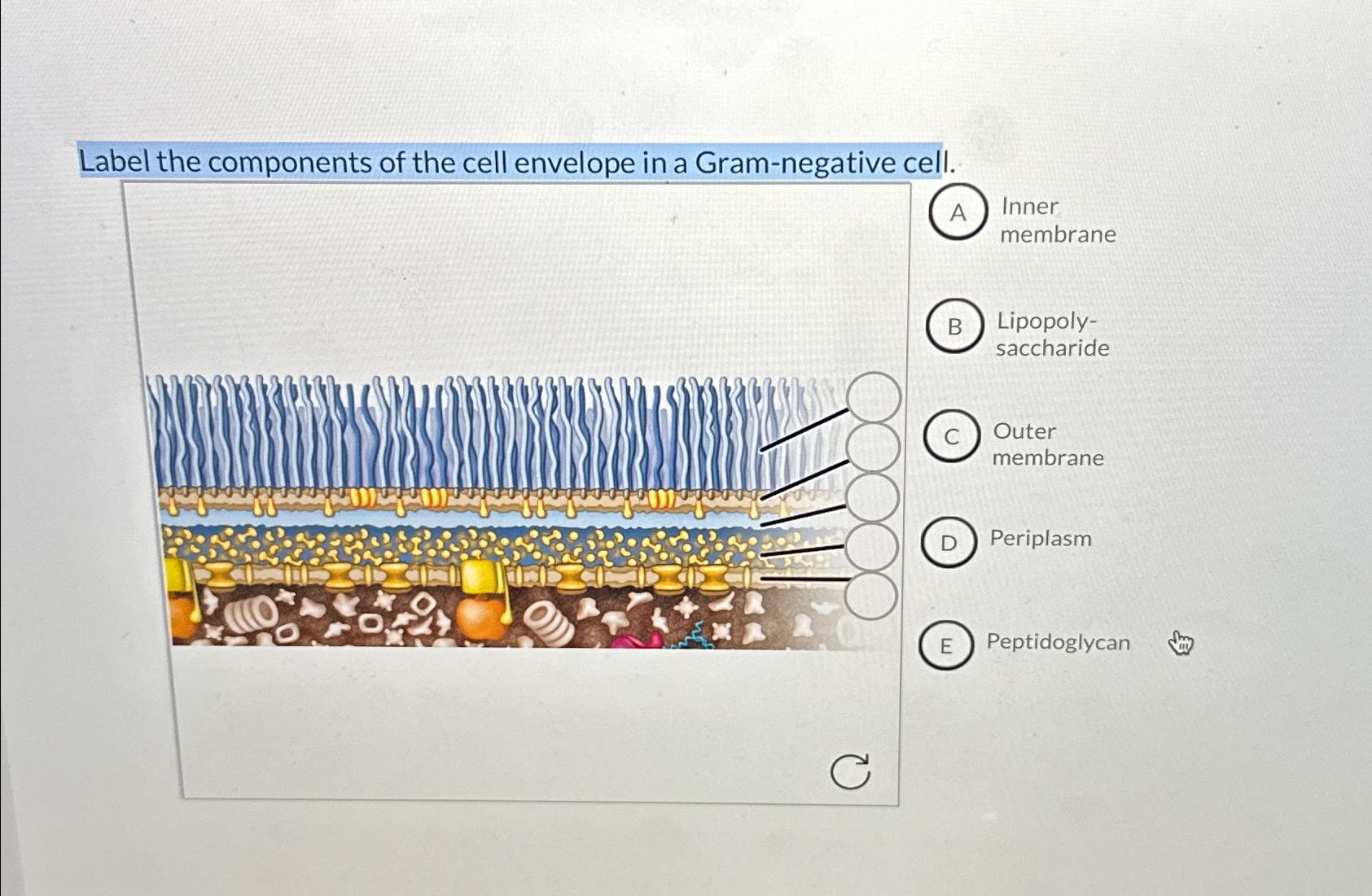 Solved Label the components of the cell envelope in a | Chegg.com
