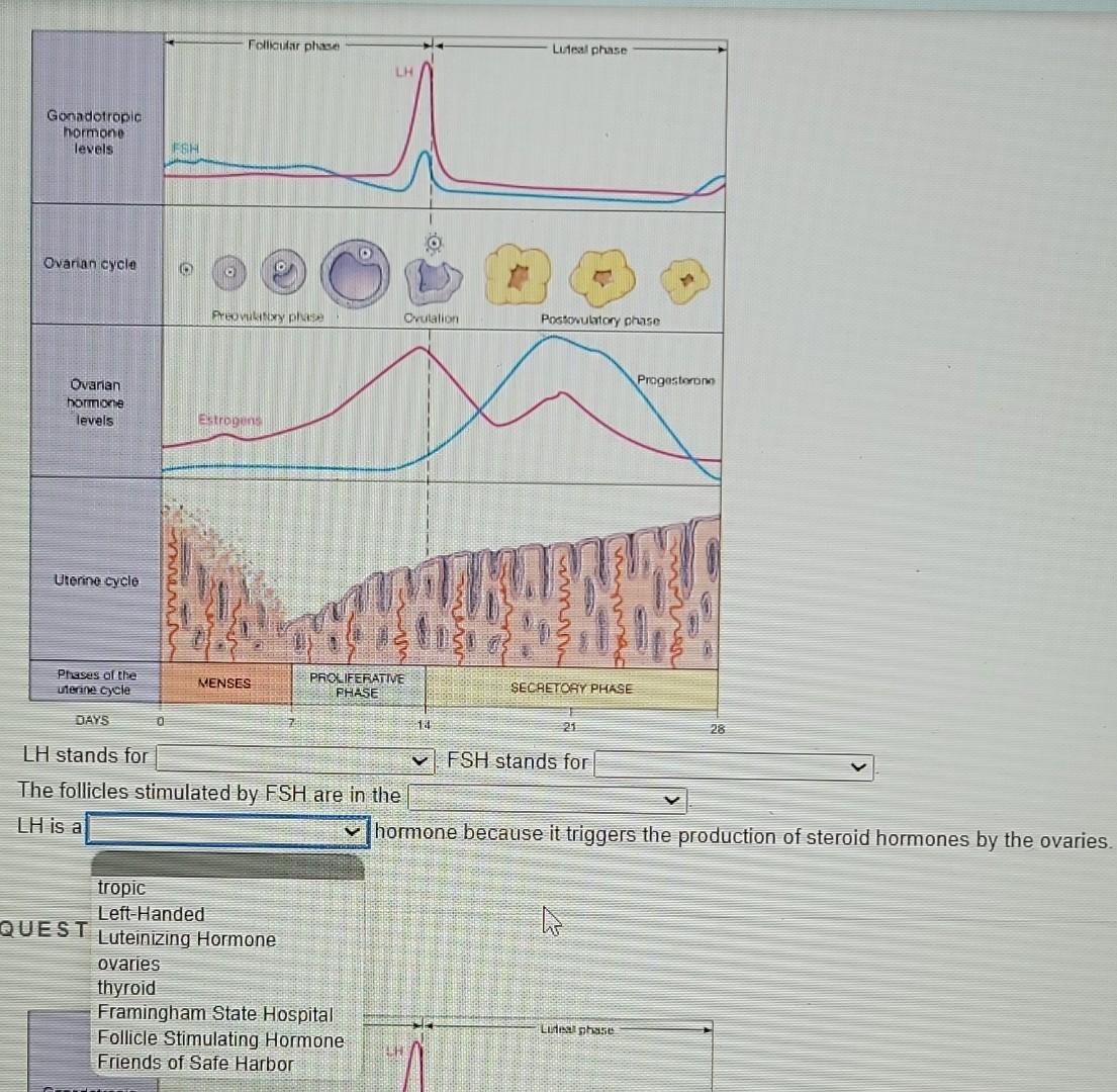 Solved LH stands for FSH stands for The follicles stimulated | Chegg.com