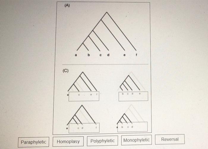 Solved If the black branches in (C) define various groups of | Chegg.com