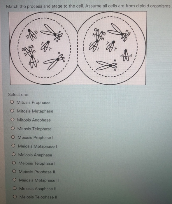 Solved Match the process and stage to the cell. Assume all | Chegg.com