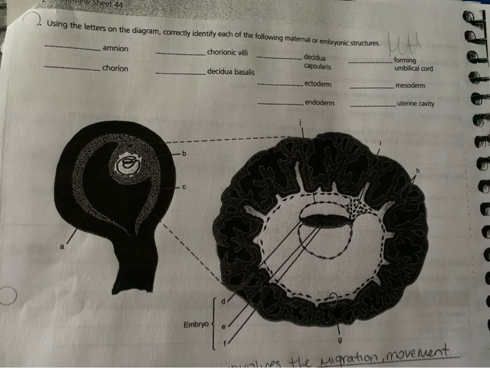 Solved Lview Sheet 44 1. Using the letters on the diagram, | Chegg.com