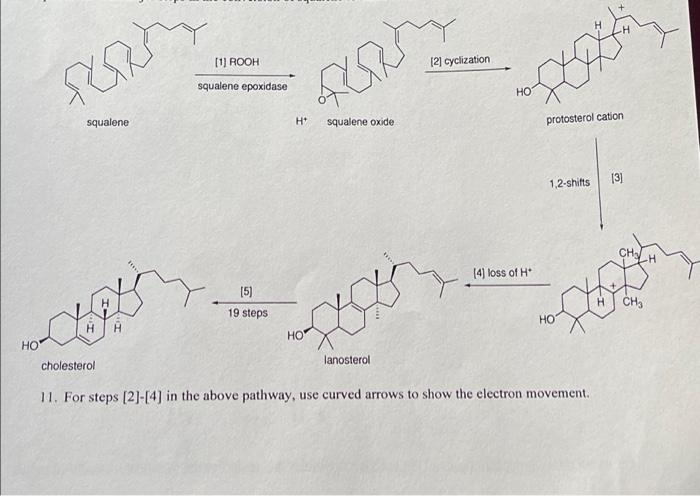 Solved (1) ROOH 12) cyclization sonry squalene epoxidase FR | Chegg.com