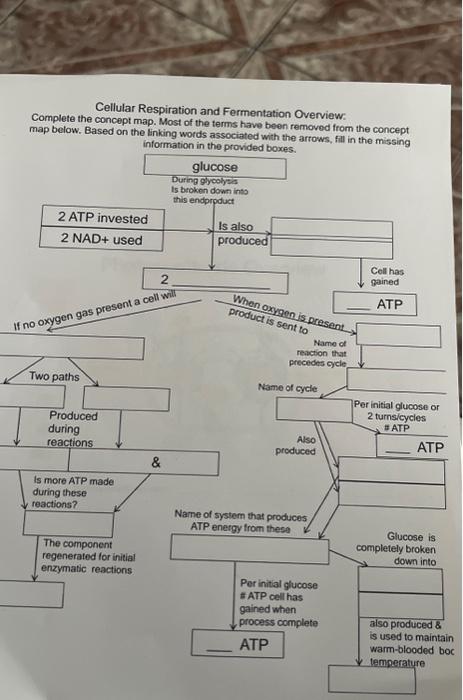 Solved Cellular Respiration and Fermentation Overview: | Chegg.com