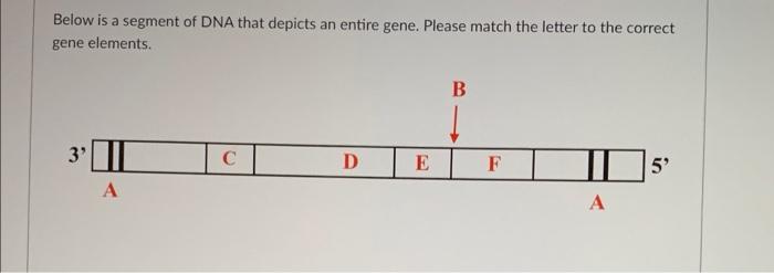 Below is a segment of DNA that depicts an entire | Chegg.com