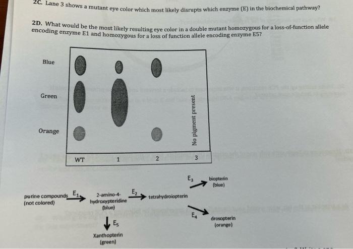 Solved 2C. Lane 3 shows a mutant eye color which most likely | Chegg.com