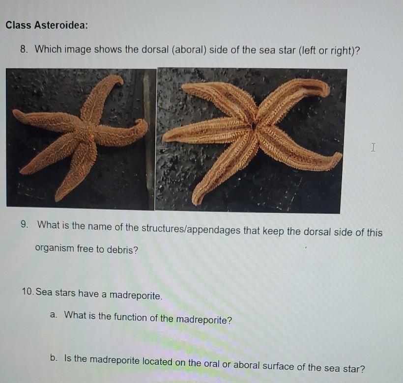 Solved Class Asteroidea: 8. Which image shows the dorsal | Chegg.com