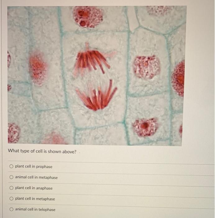 Solved What type of cell is shown above? plant cell in | Chegg.com