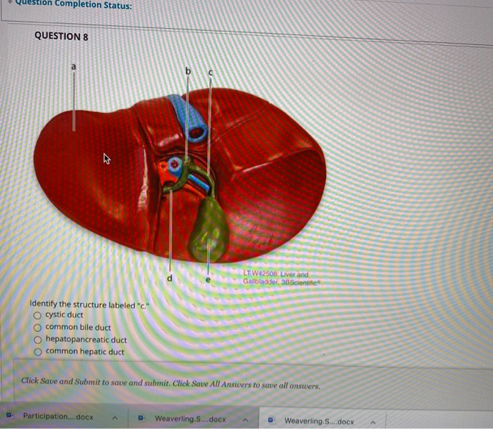 Solved estion Completion Status: QUESTION 8 LT W42508: Livor | Chegg.com Solved estion Completion Status: QUESTION 8 LT W42508: Livor | Chegg.com