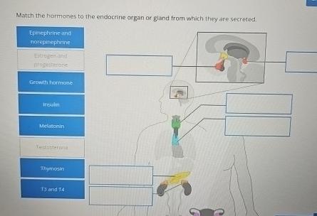 Solved Match the hormones to the endocrine organ of gland | Chegg.com
