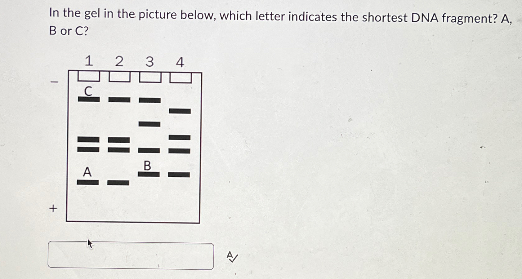 Solved In the gel in the picture below, which letter | Chegg.com