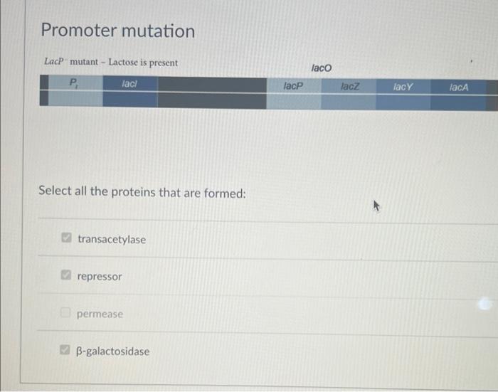 Solved Promoter mutation LacP mutant - Lactose is present | Chegg.com