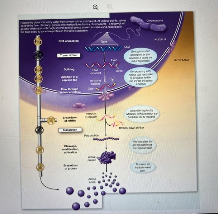Solved Please help to explain how gene expression is | Chegg.com