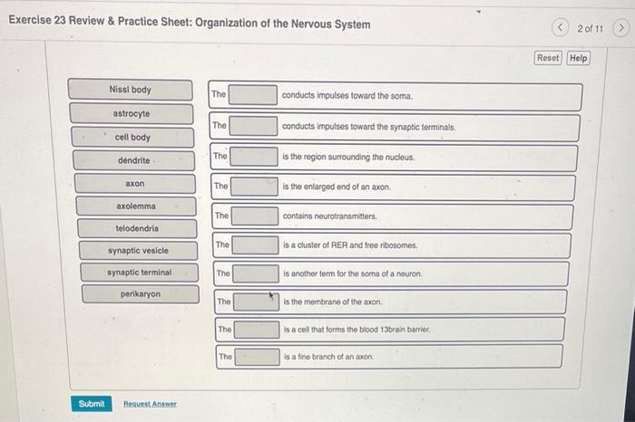 Solved Exercise 23 Review \& Practice Sheet: Organization of | Chegg.com