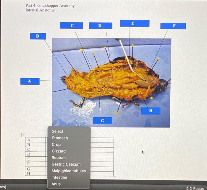 Grasshopper Internal Anatomy