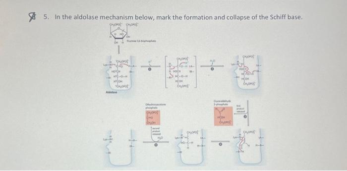 Solved 5. In the aldolase mechanism below, mark the | Chegg.com