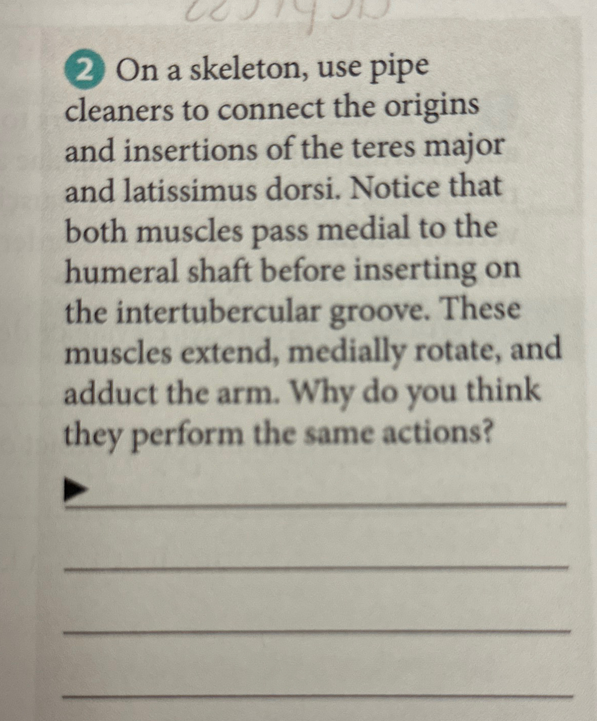Solved On a skeleton, use pipe cleaners to connect the | Chegg.com
