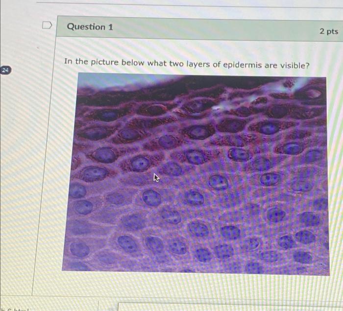 Solved 24 Question 1 In the picture below what two layers of | Chegg.com