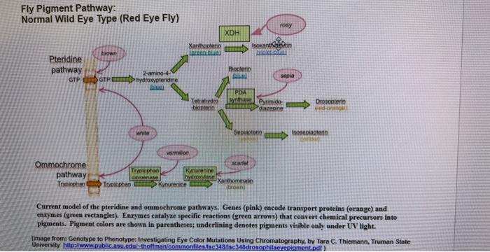 Current model of the pteridine and ommochrome | Chegg.com
