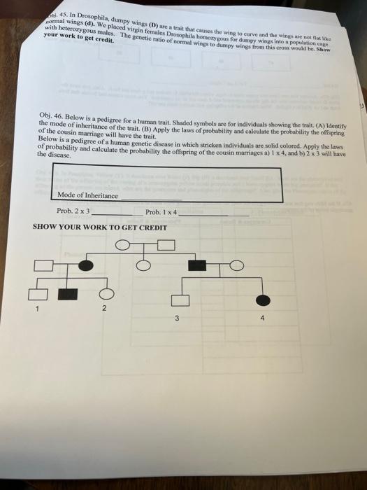 Solved n. 45. In Drosophila, dumpy wings (D) are a trait | Chegg.com