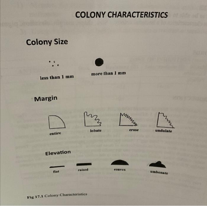 Solved entire lobate erose undulate Elevation umbonafe Fig | Chegg.com