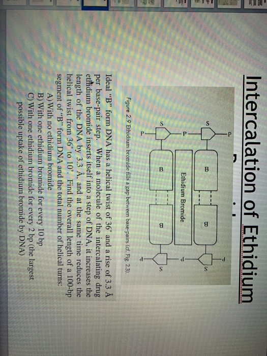 Solved Intercalation of Ethidium B Ethidium Bromide B S | Chegg.com