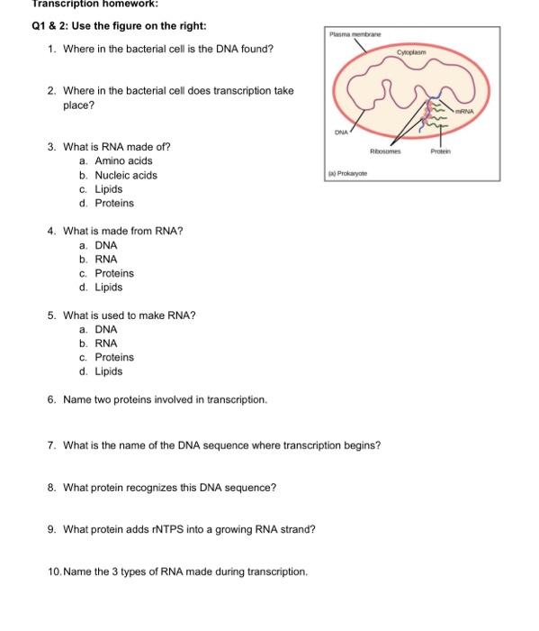 Solved Transcription homework: Q1 & 2: Use the figure on the | Chegg.com