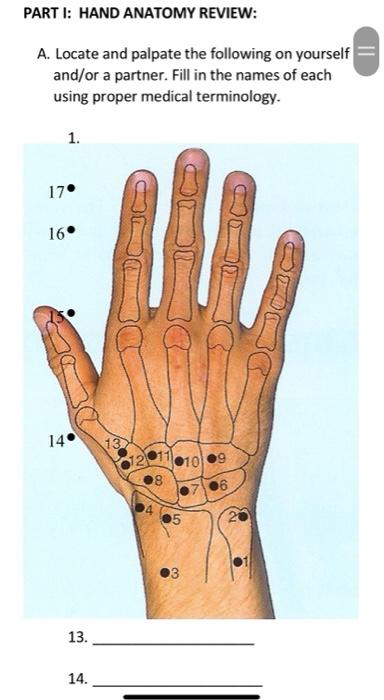 Solved PART I: HAND ANATOMY REVIEW: A. Locate and palpate | Chegg.com