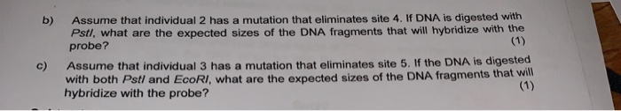 Solved The figure below shows a restriction map of a segment | Chegg.com