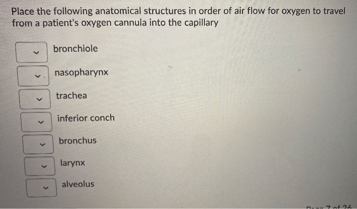 Solved Place the following anatomical structures in order of | Chegg.com