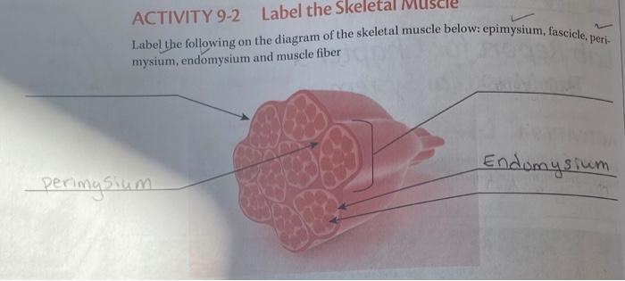 Solved ACTIVITY 9-2 Label the Ske Label the following on the | Chegg.com