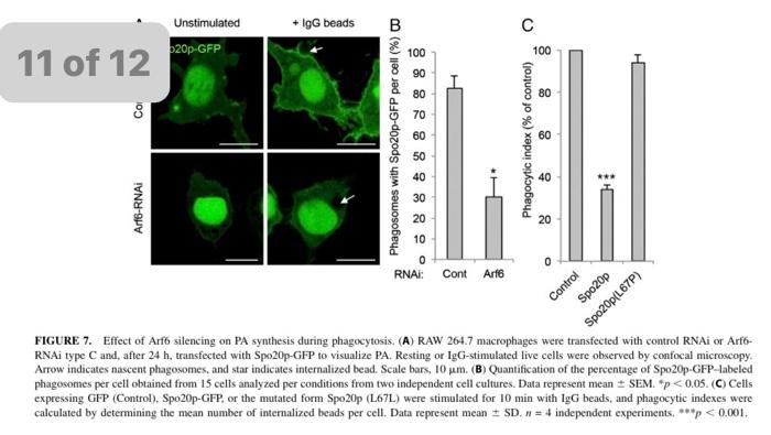 Solved FIGURE 7. Effect of Arf6 silencing on PA synthesis | Chegg.com