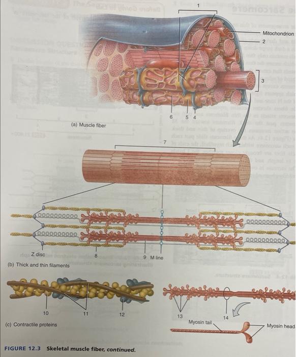 Solved LAB ACTIVITY 1 Skeletal Muscle Tissue and Connective | Chegg.com