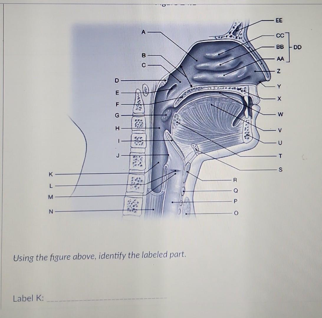 Solved Using the figure above, identify the labeled part. | Chegg.com