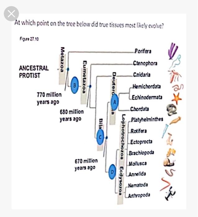 Solved At which point on the tree below did true tissues | Chegg.com