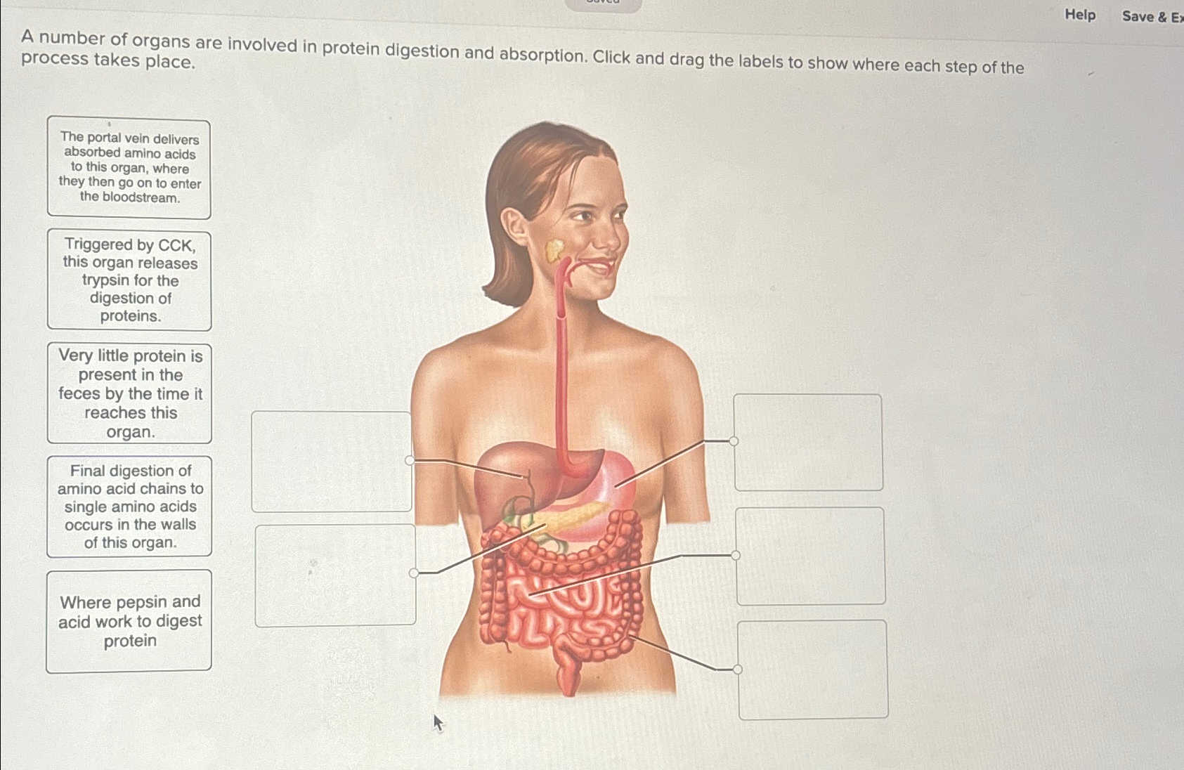 Solved HelpSave & ExA number of organs are involved in | Chegg.com