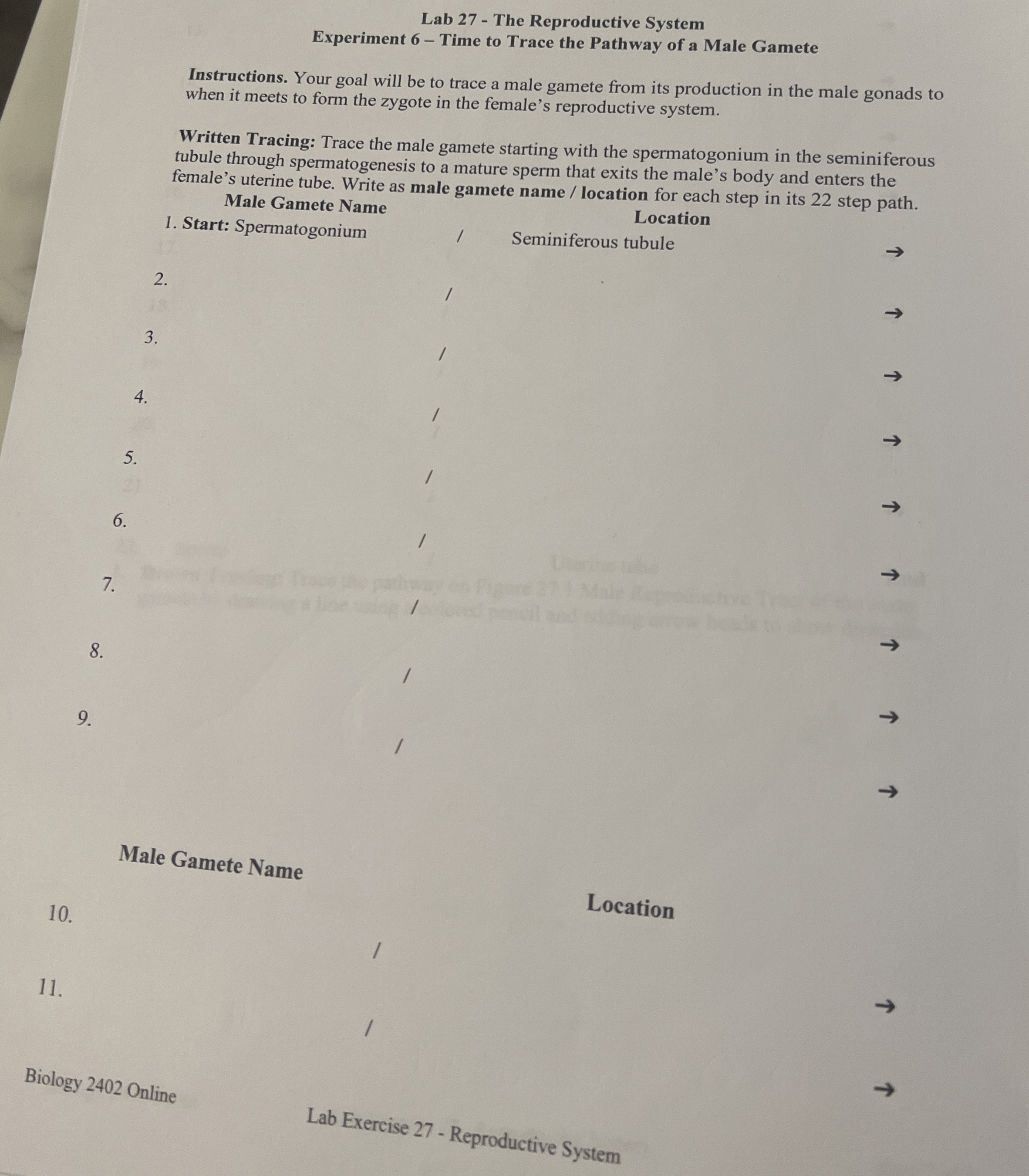Lab 27 - ﻿The Reproductive SystemExperiment 6 - ﻿Time | Chegg.com